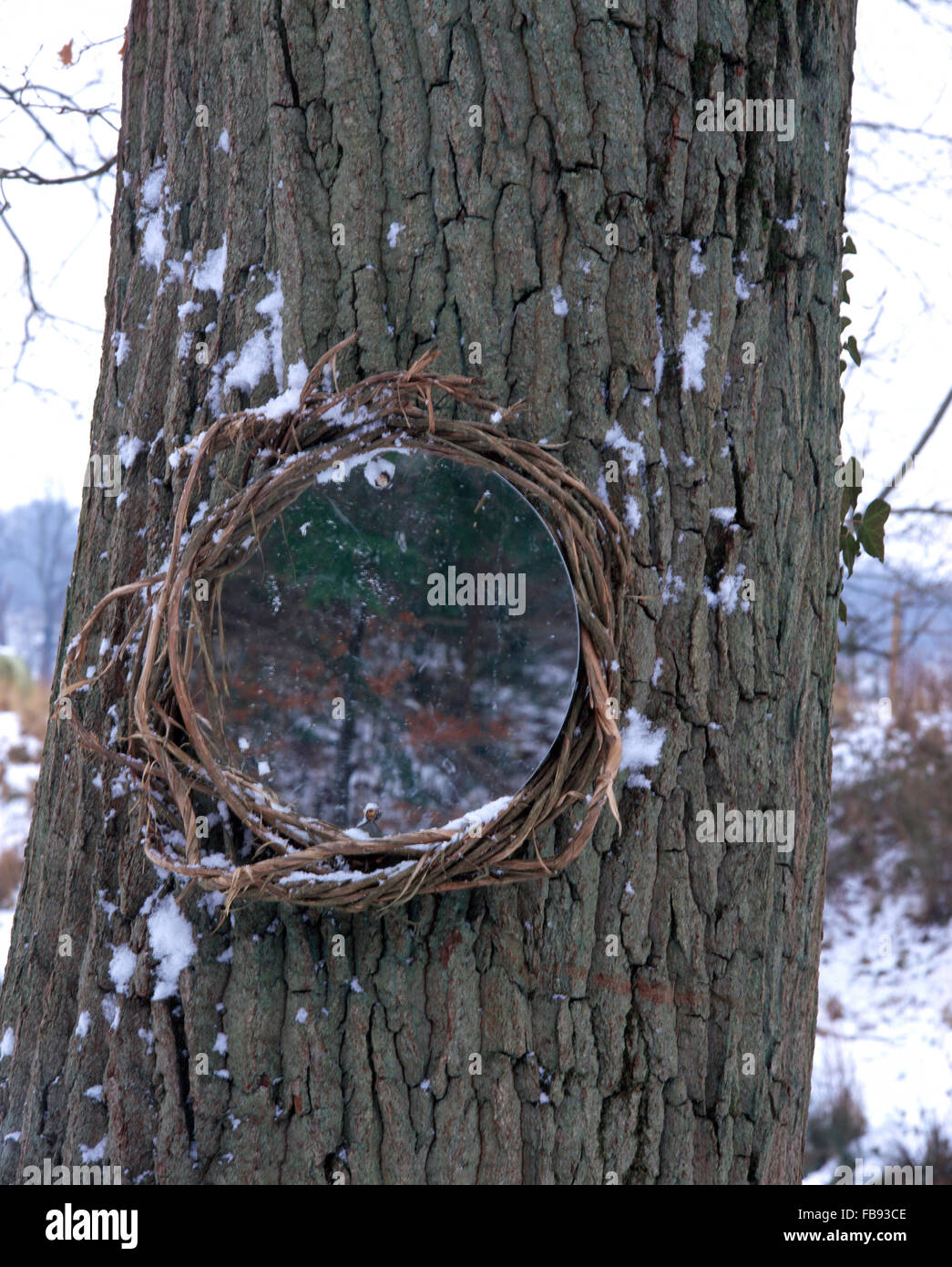 Tree Trunk Circular High Resolution Stock Photography and Images - Alamy