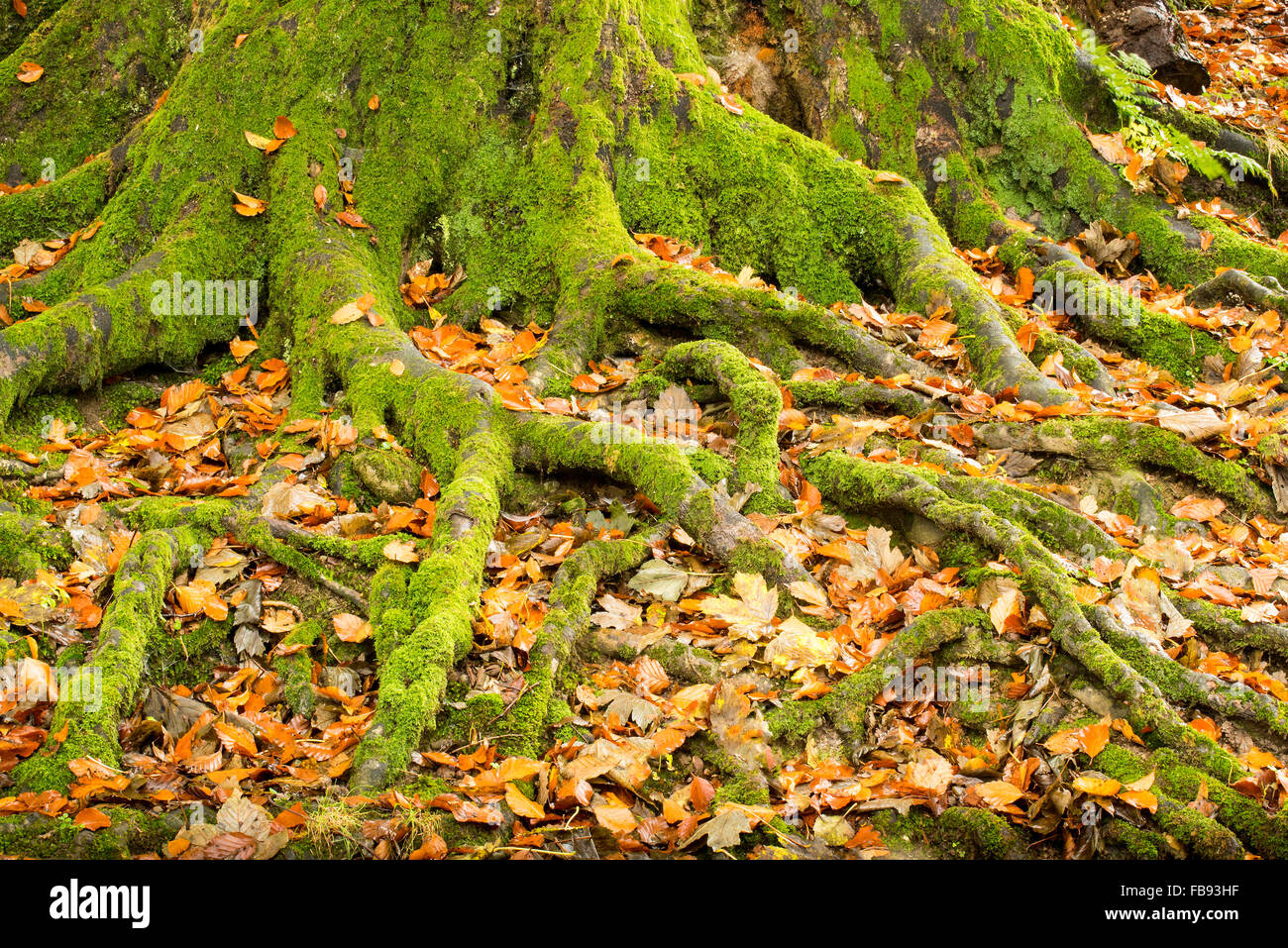 Autumn tree roots Stock Photo - Alamy Autumn tree roots Stock Photo - Alamy