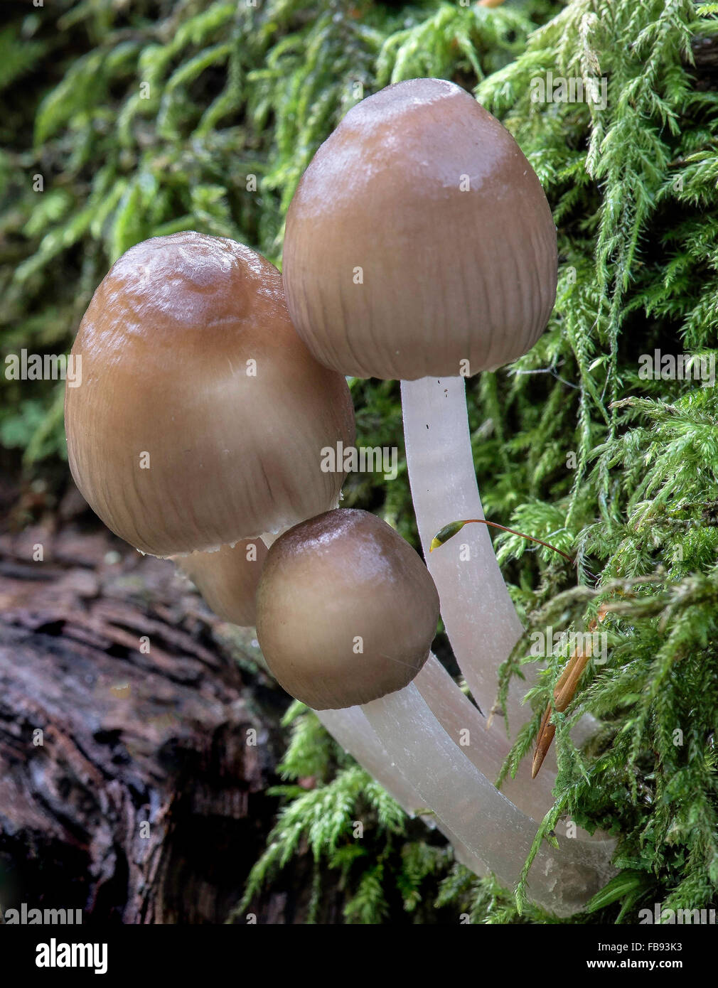 Bleeding Mycena fungi and moss close-up Stock Photo - Alamy