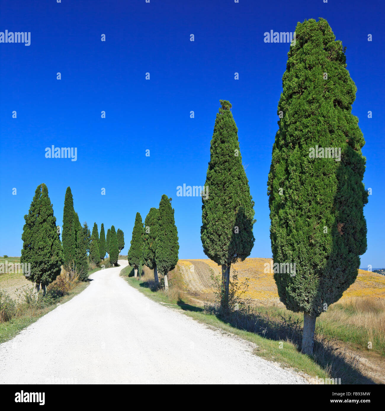 Cypress Trees rows and a white road rural landscape in Crete Senesi ...