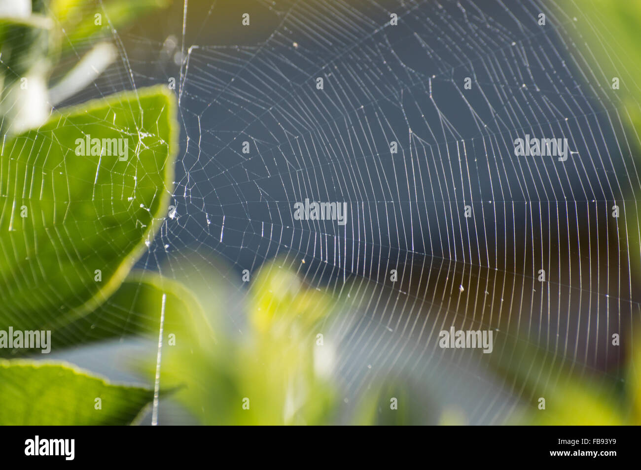 Spiders net hi-res stock photography and images - Alamy