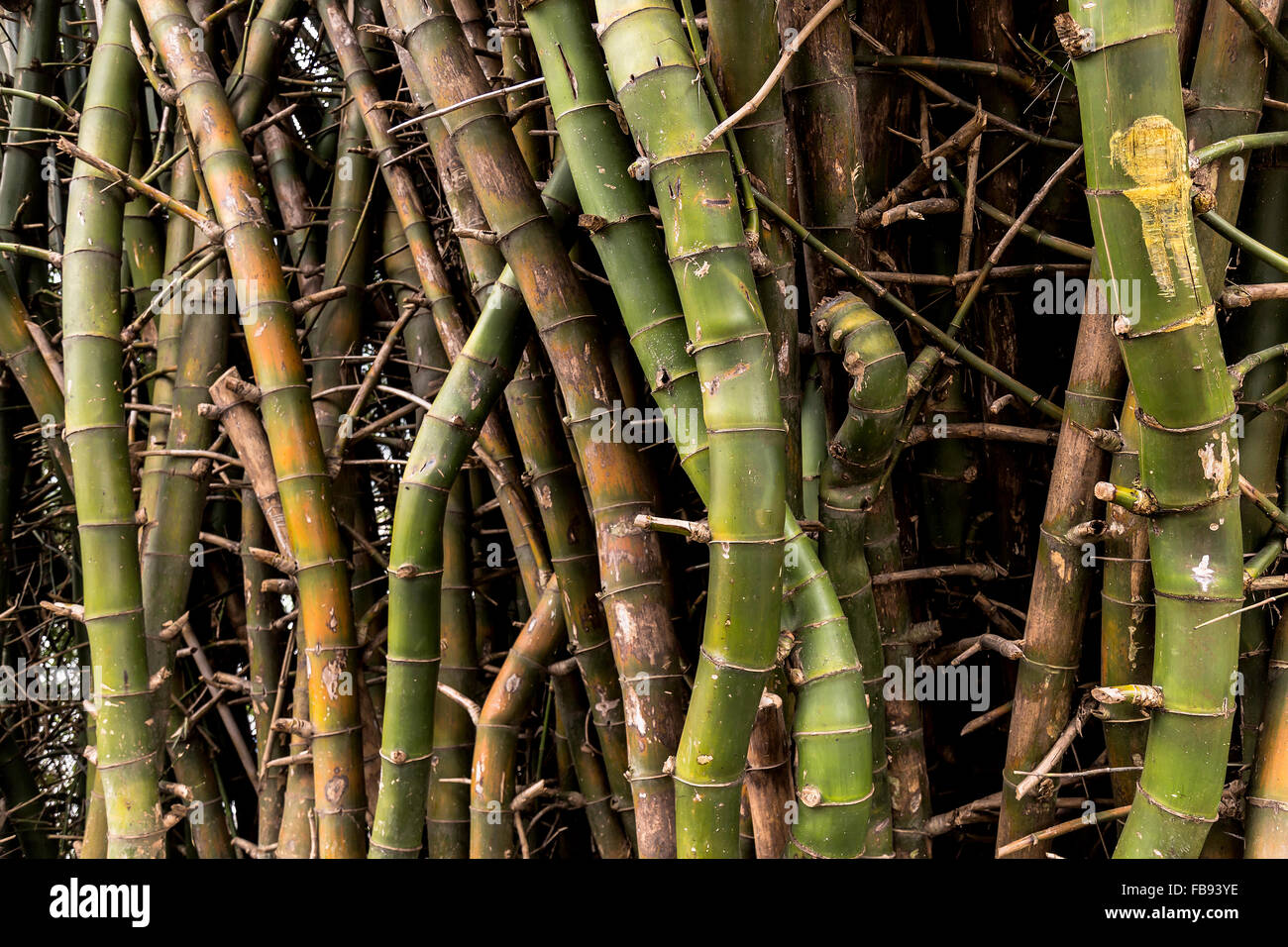 Forest of bamboo plants hi-res stock photography and images - Alamy
