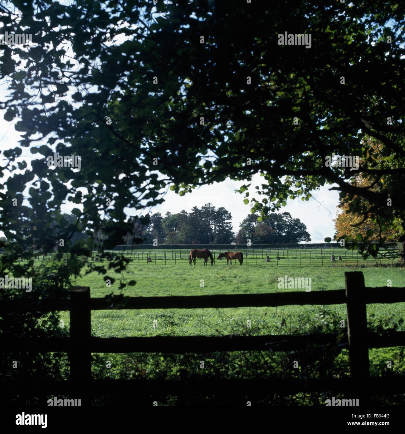 Horses grazing in fields hi-res stock photography and images - Alamy