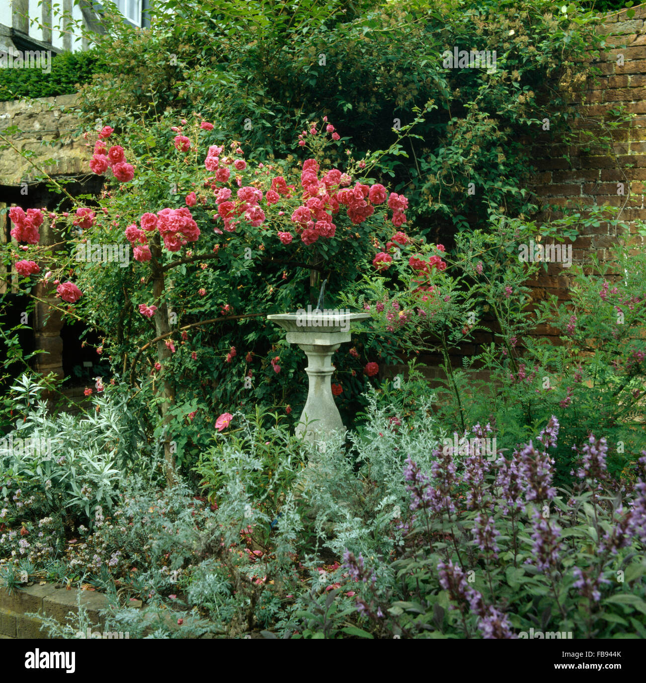 Salvia border hi-res stock photography and images - Alamy