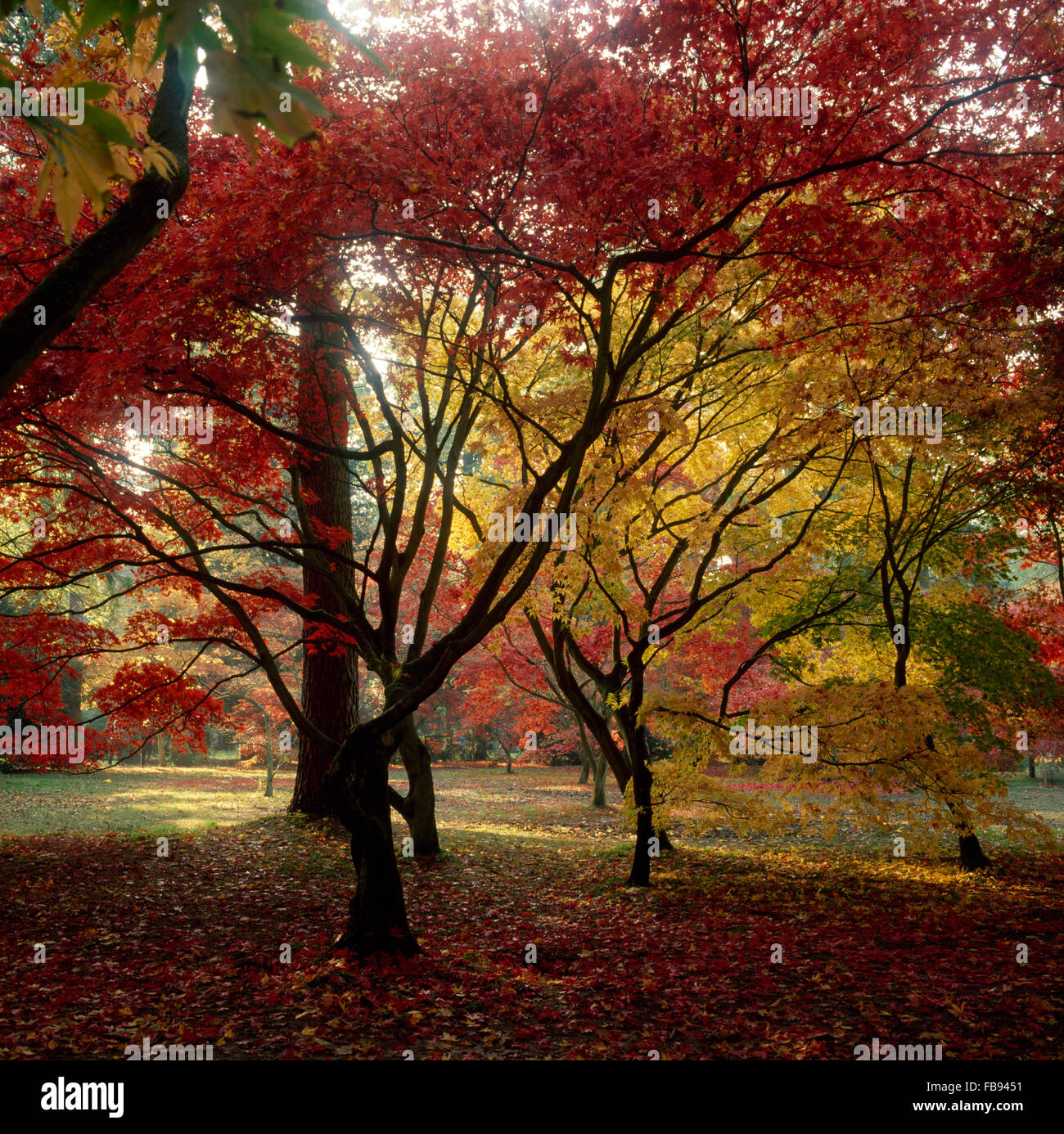 Maple trees in an English country woodland in Autumn Stock Photo - Alamy