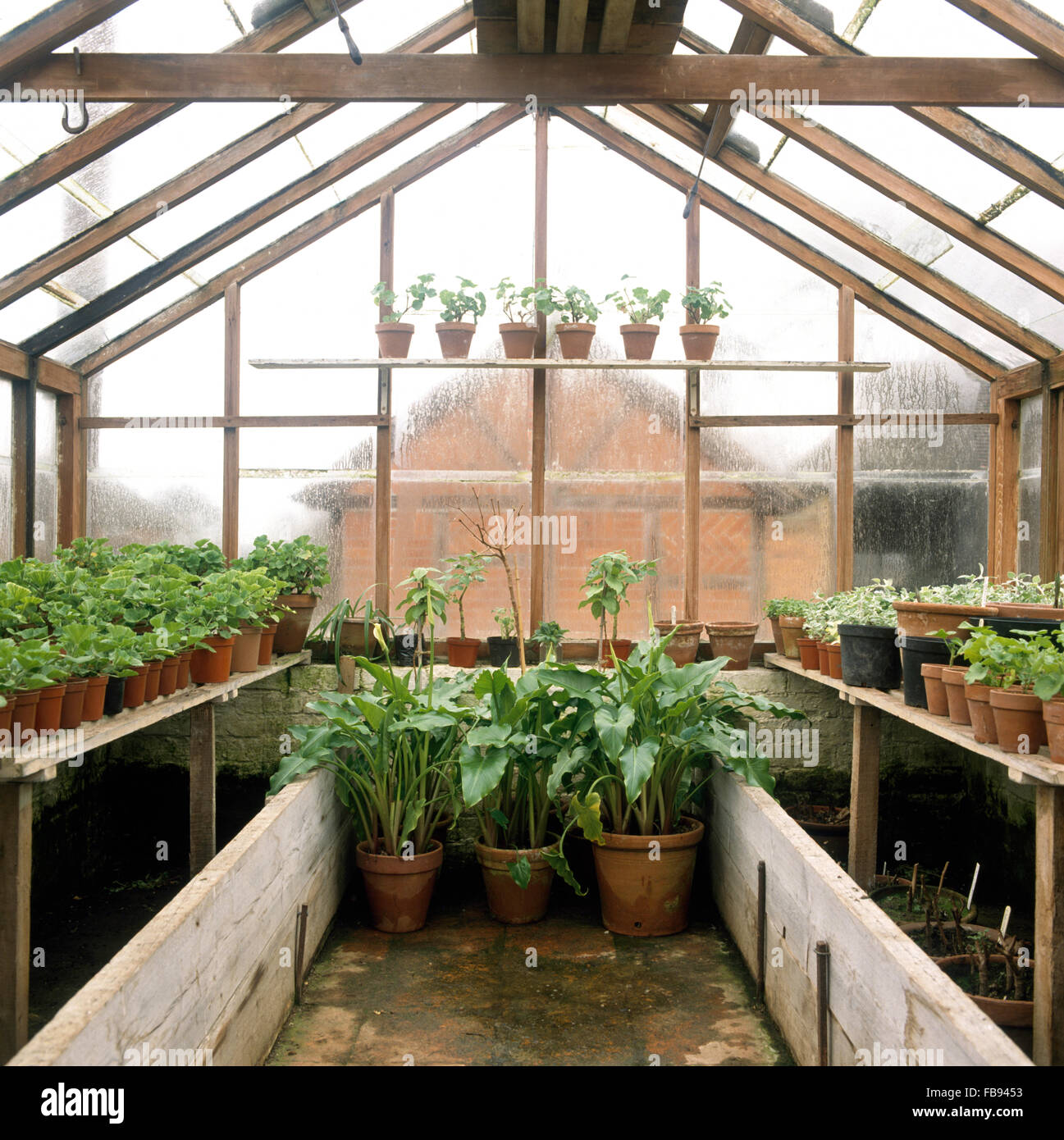 Greenhouse shelving hi-res stock photography and images - Alamy