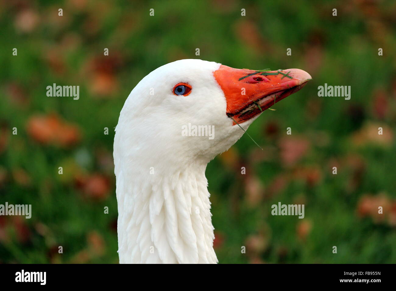 head of a domestic goose Stock Photo - Alamy