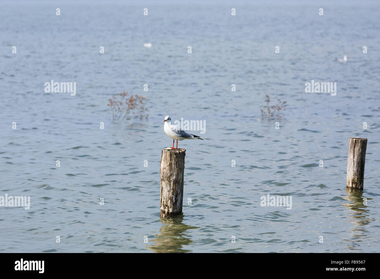 White bird standing on palisade from "Delta del Po" Italy, nature ...