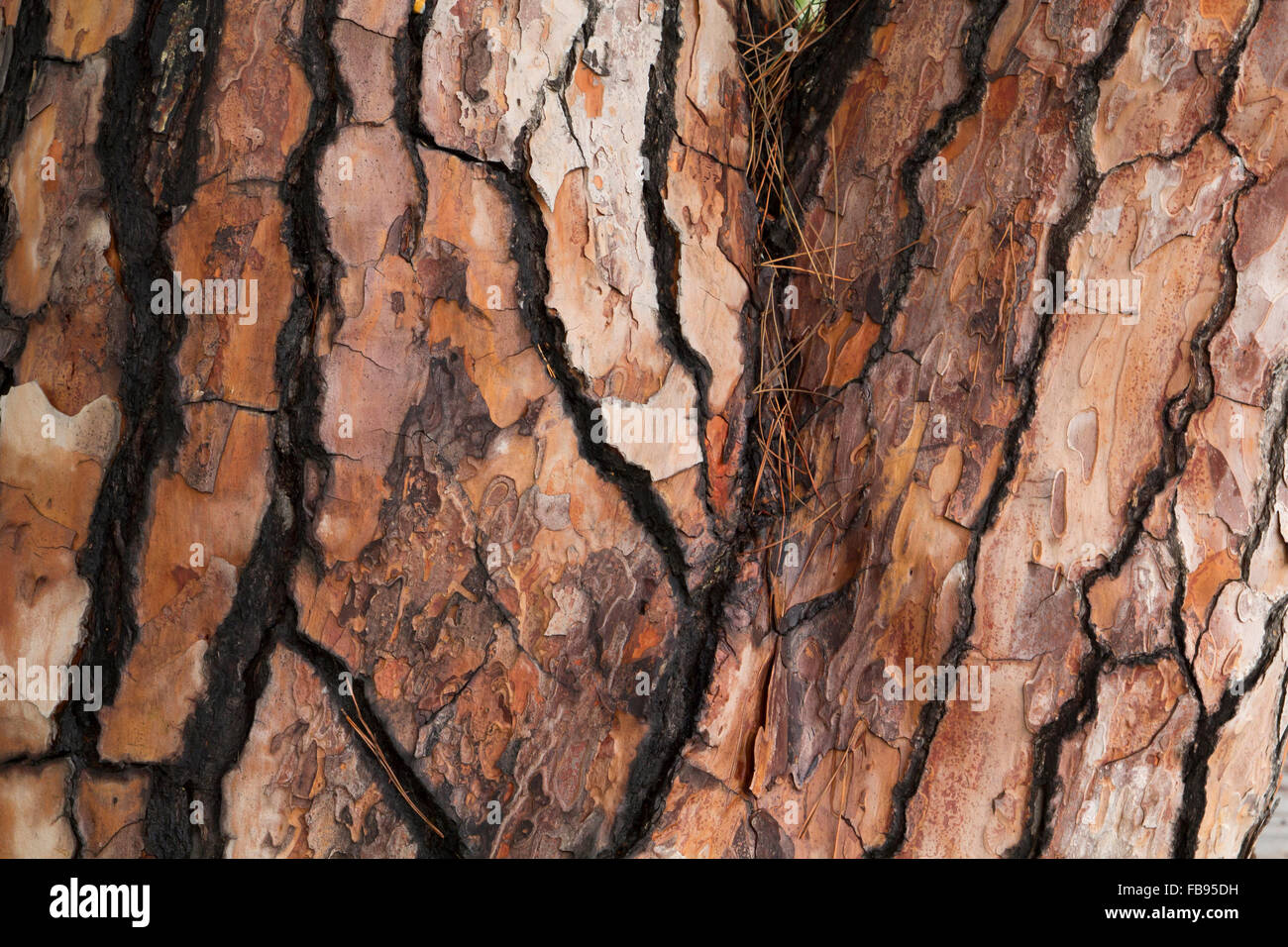 Timber skin hi-res stock photography and images - Alamy