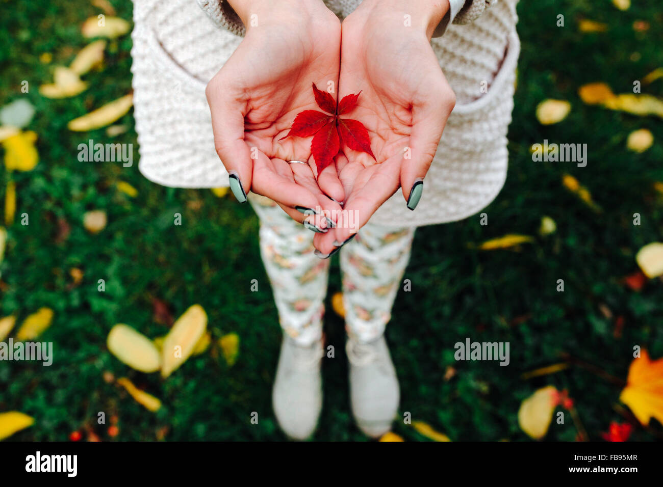 Autumn leaves in girl hands Stock Photo - Alamy