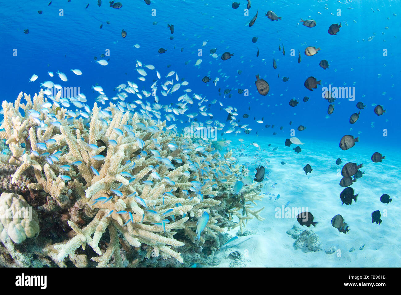 Coral reef, Kerama Islands, Japan Stock Photo - Alamy