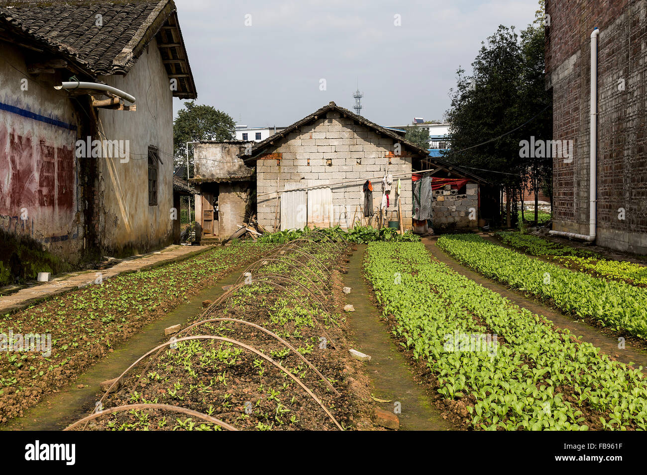 Rural chinese village hi-res stock photography and images - Alamy