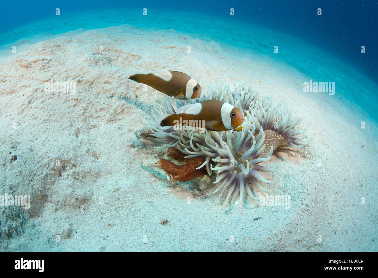 Kerama islands hi-res stock photography and images - Alamy