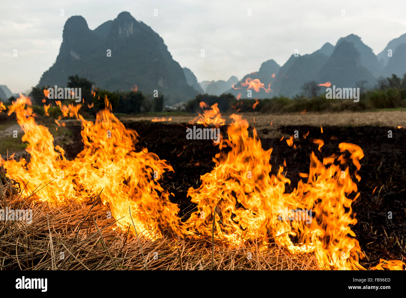 Fire on rice field hi-res stock photography and images - Alamy