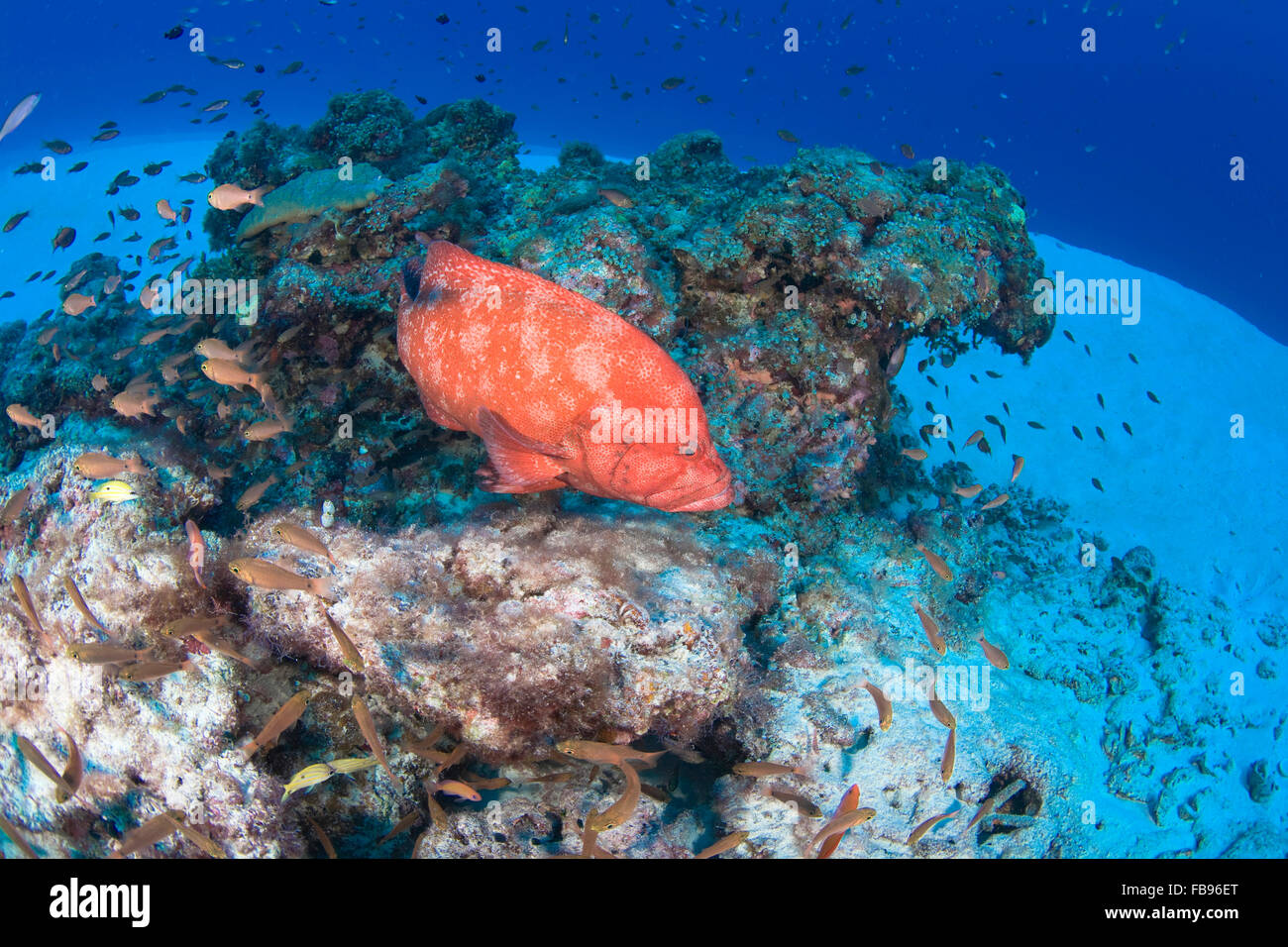 Coral reef, Kerama Islands, Japan Stock Photo - Alamy