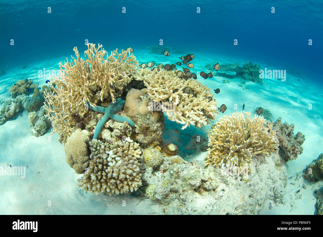 Coral reef, Kerama Islands, Japan Stock Photo - Alamy