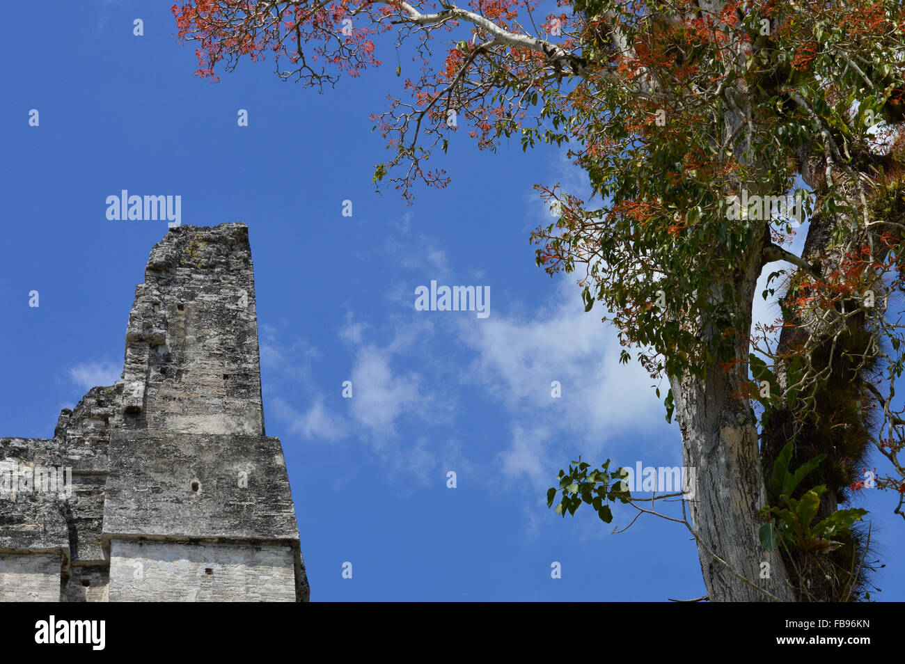 Colorful tree and the top section of the Temple I of the Maya ...