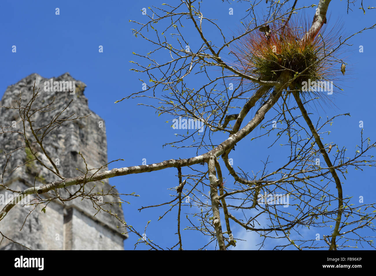 Maya world tree hi-res stock photography and images - Alamy