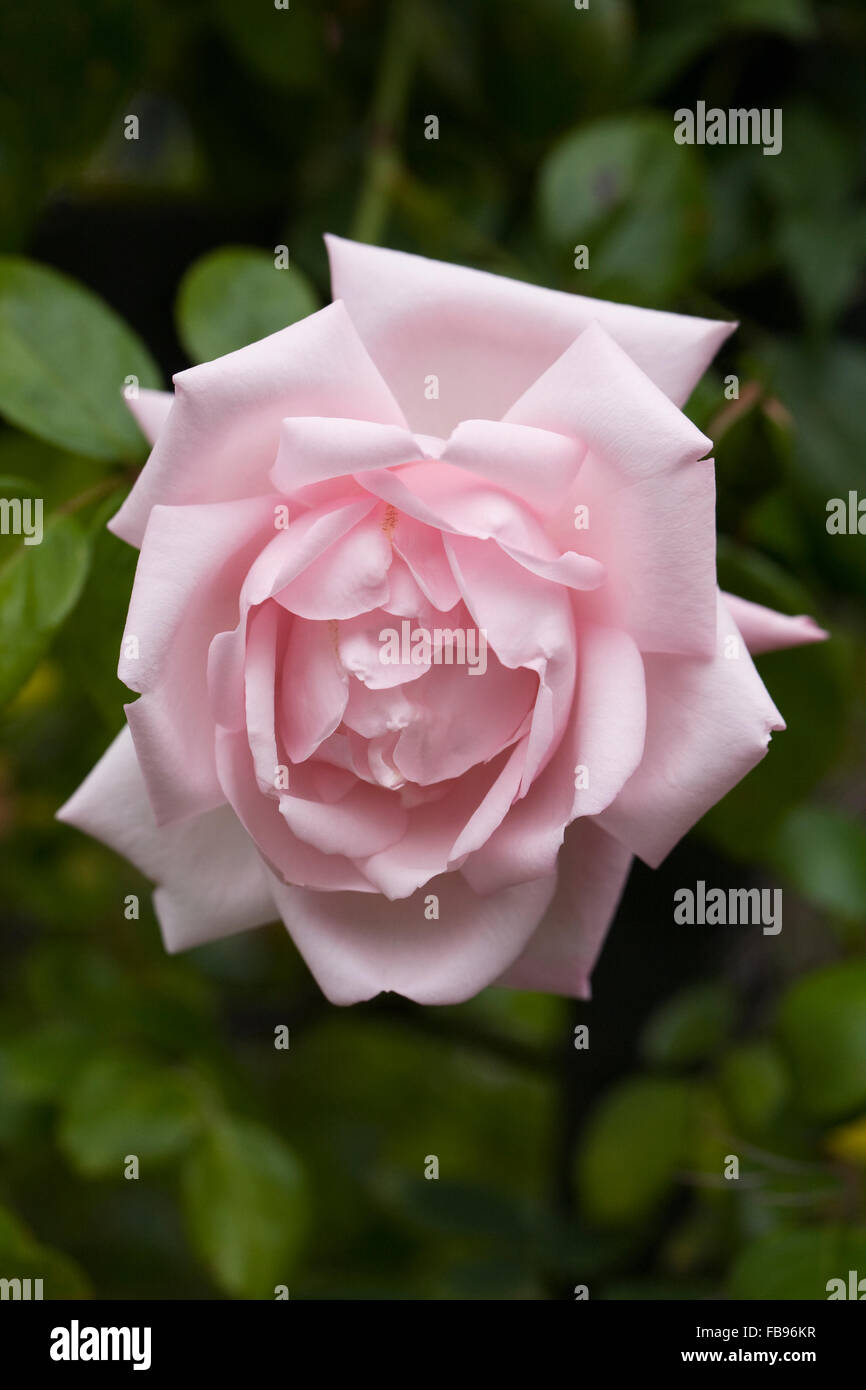 Pale pink Rose in the garden Stock Photo - Alamy