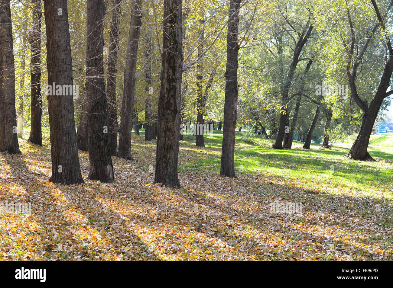 Golden autumn in moscow russia hi-res stock photography and images - Alamy