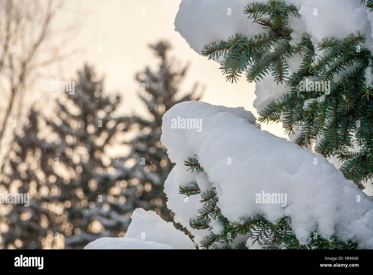 Spruce tree with snow hi-res stock photography and images - Alamy