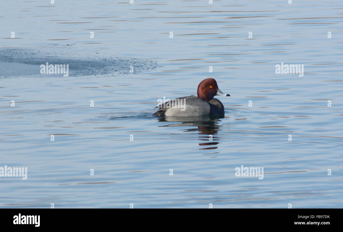 Redhead duck drake swimming on lightly frozen winter lake Stock Photo ...