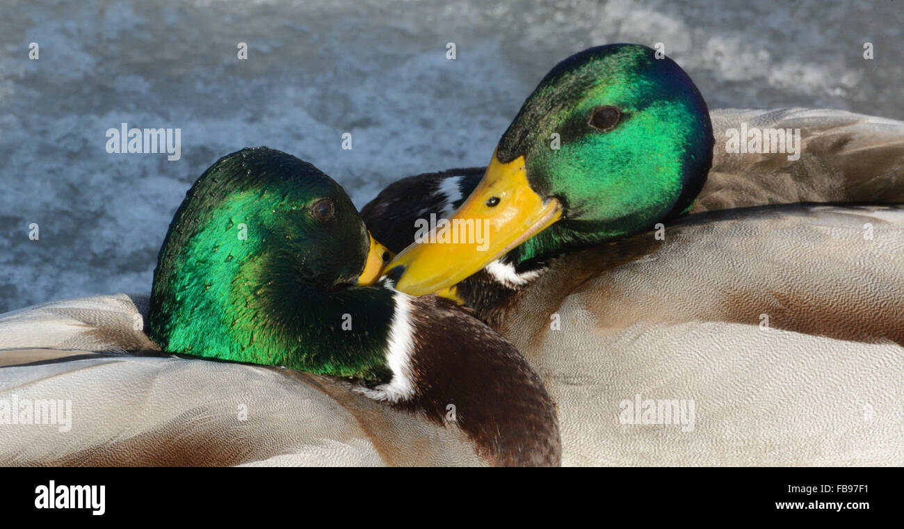 Duck shove hi-res stock photography and images - Alamy