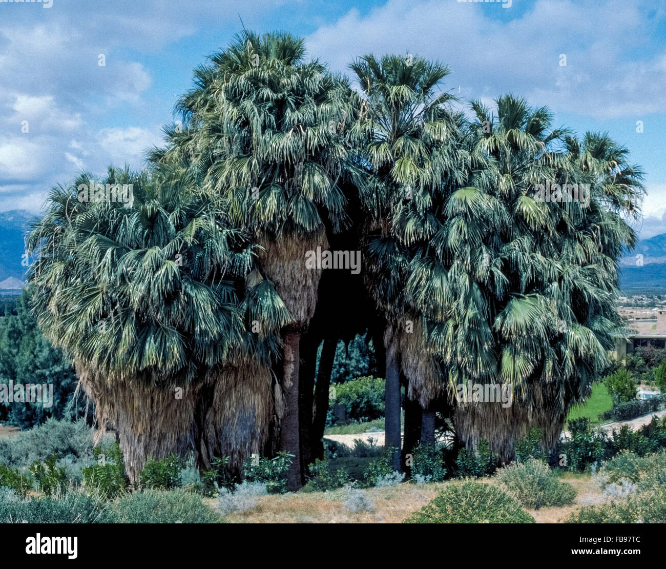 Two bunch palms spa resort hi-res stock photography and images - Alamy