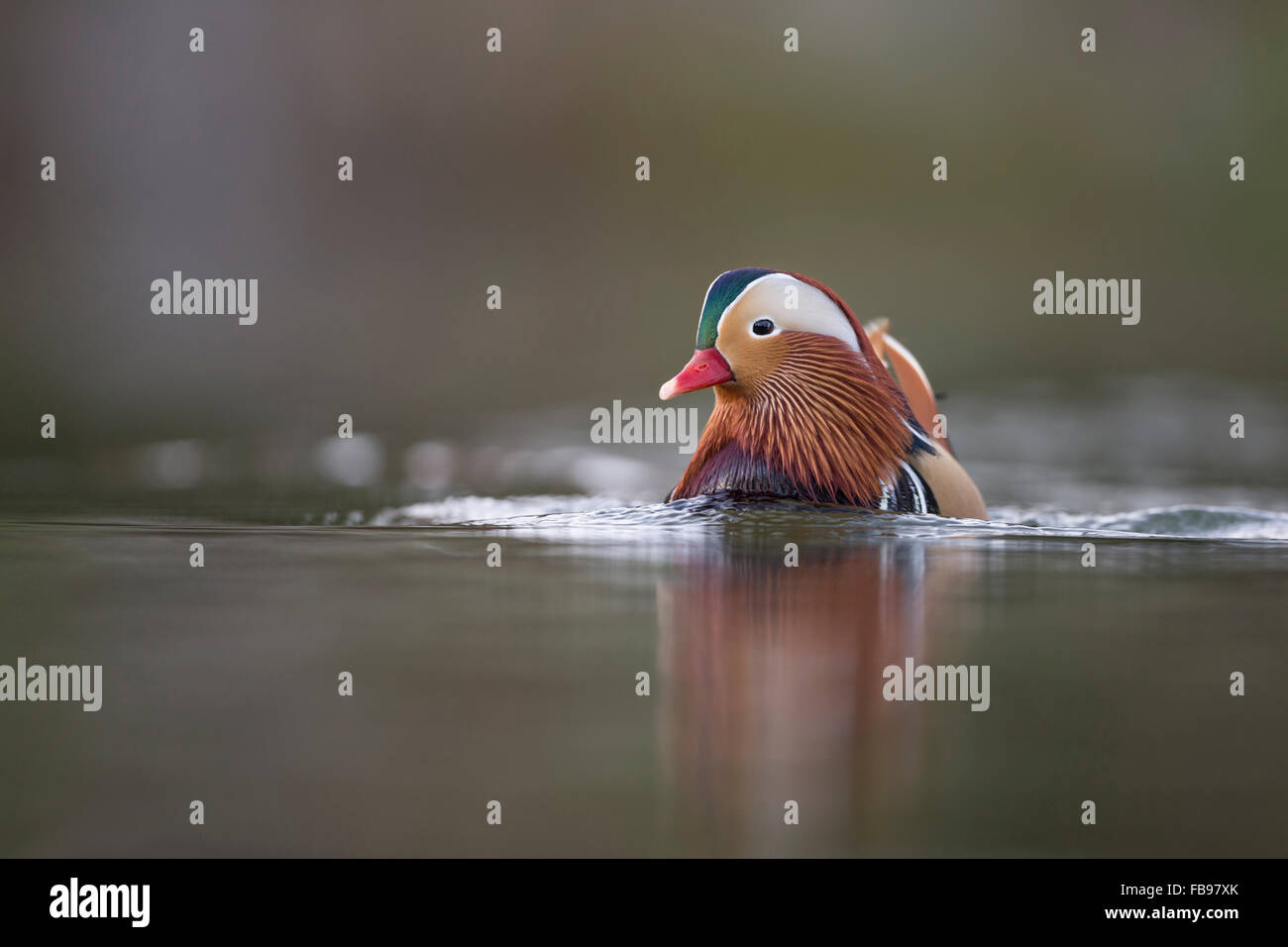 Drake breeding colors hi-res stock photography and images - Alamy