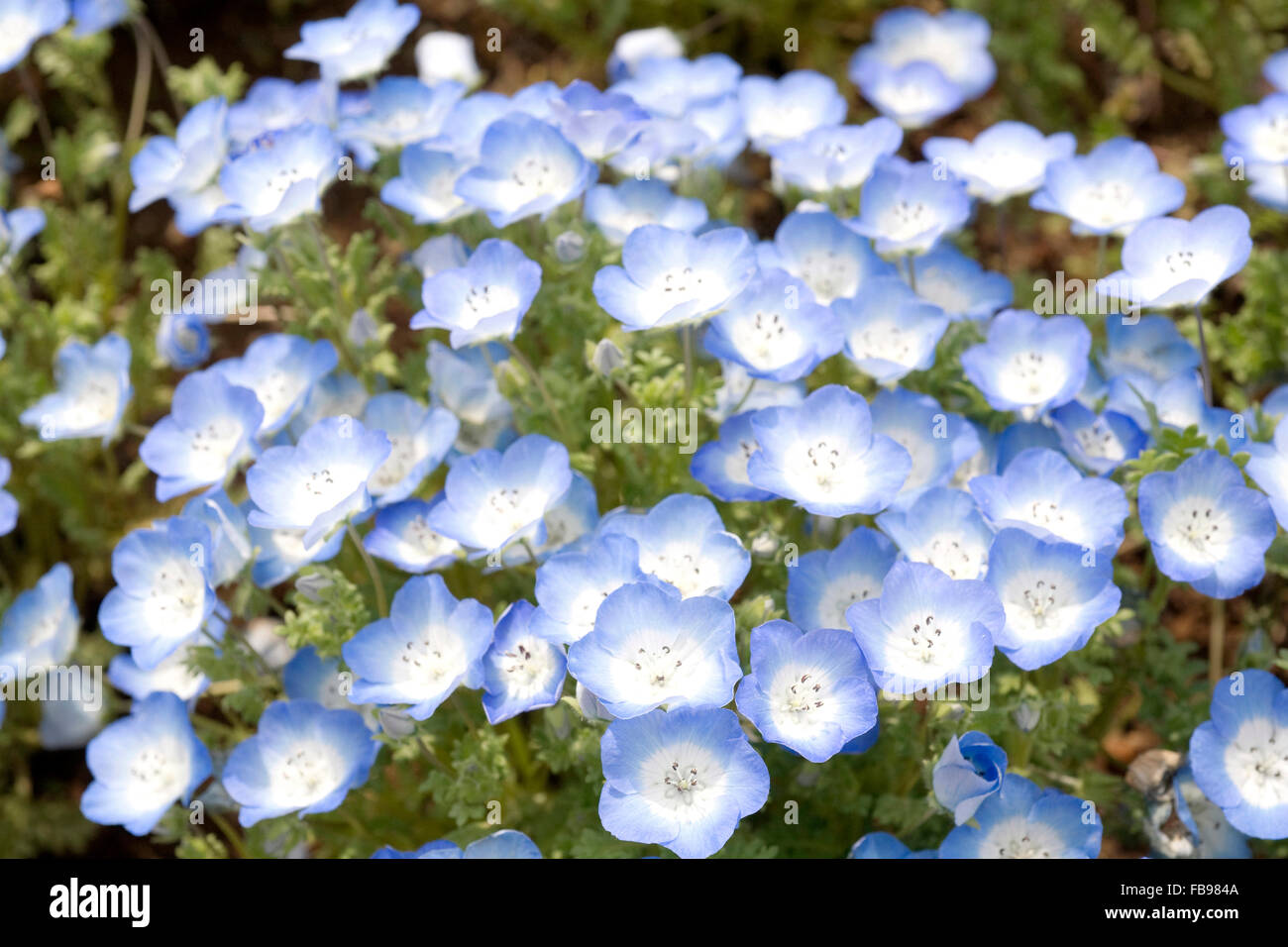 Baby blue eye flowers Stock Photo - Alamy