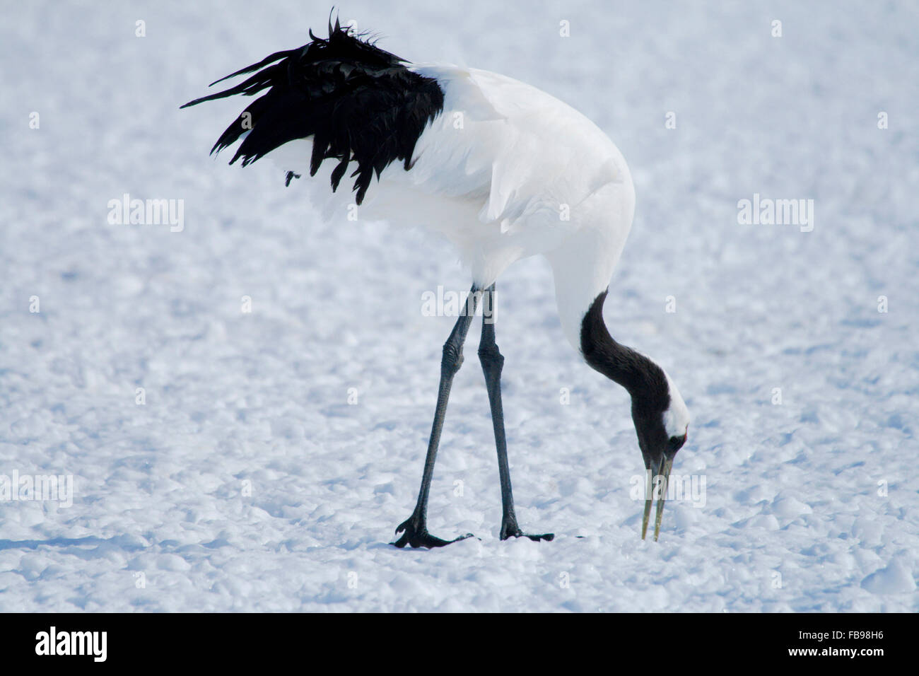 Japanese crane standing on snow Stock Photo - Alamy