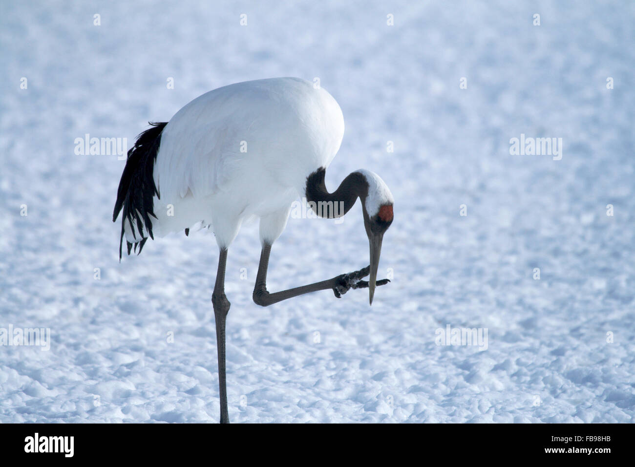 Japanese crane standing on snow Stock Photo - Alamy