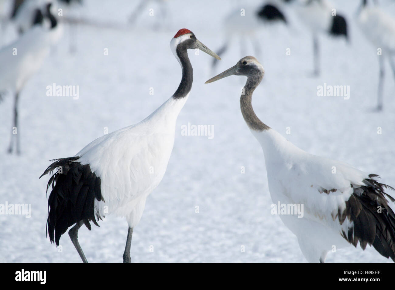 Two cranes on meadow hi-res stock photography and images - Alamy