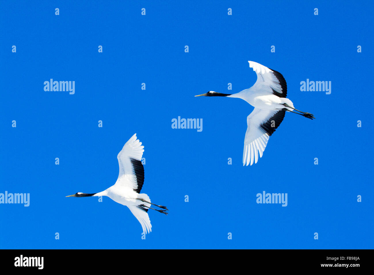 Japanese cranes in flight Stock Photo - Alamy
