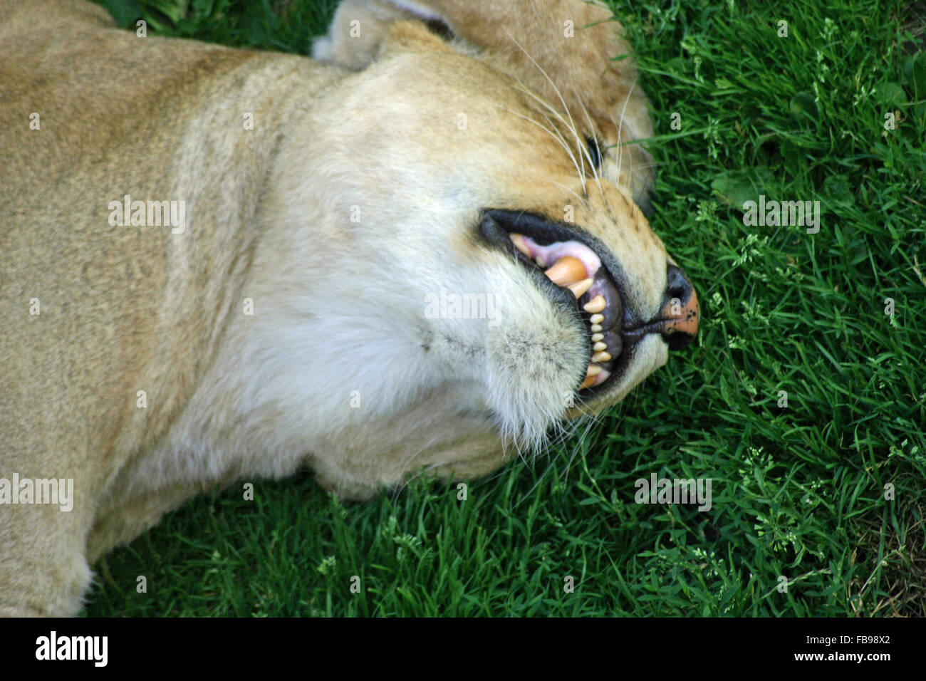 Lioness teeth hi-res stock photography and images - Alamy