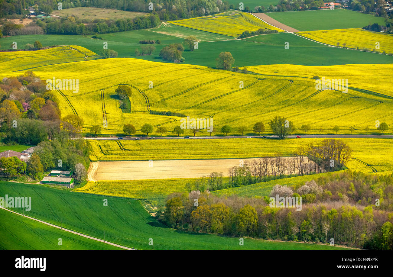 Aerial view, agriculture, canola fields south of Alt-Erkrath, Erkrath ...