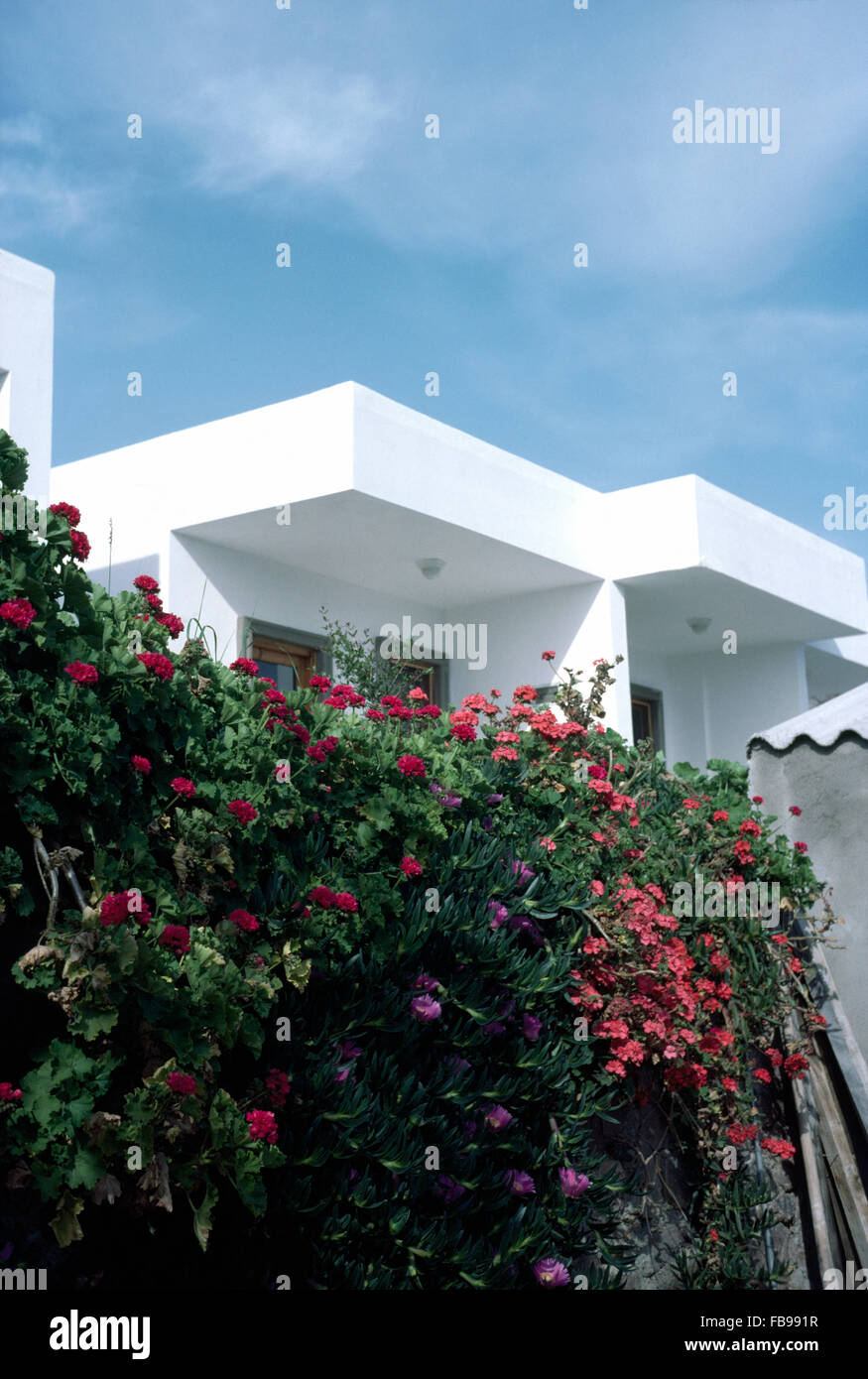 Red and pink trailing geraniums on wall of modern Spanish villa Stock ...
