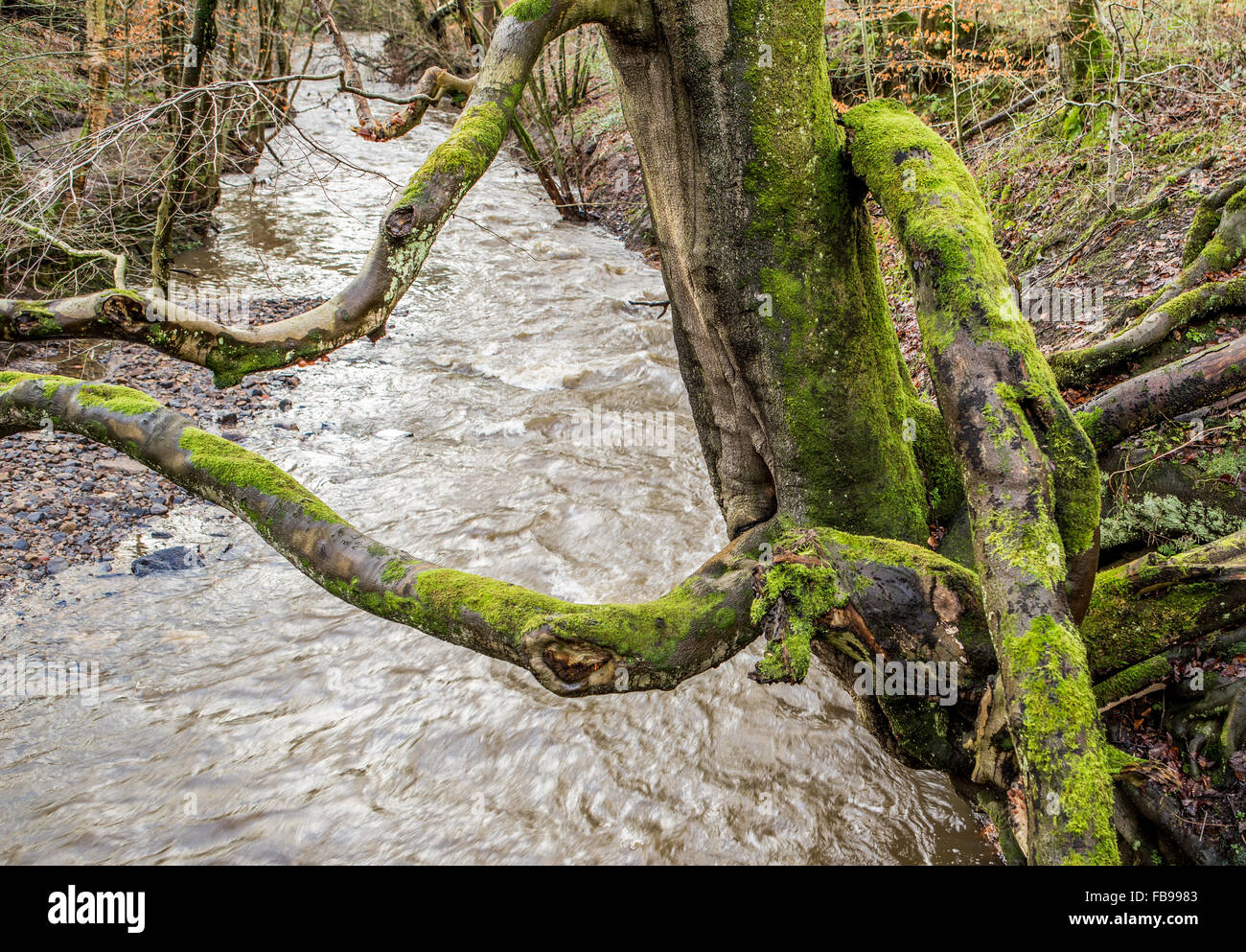 A strange distorted tree over a stream, Worthington Lakes, Standish ...