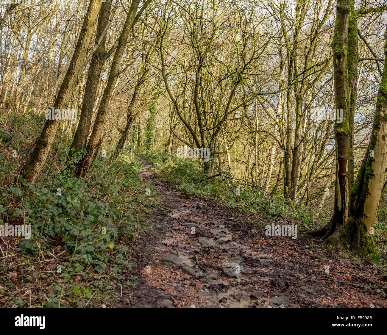 Woods and path in winter, Worthington, Standish Stock Photo - Alamy