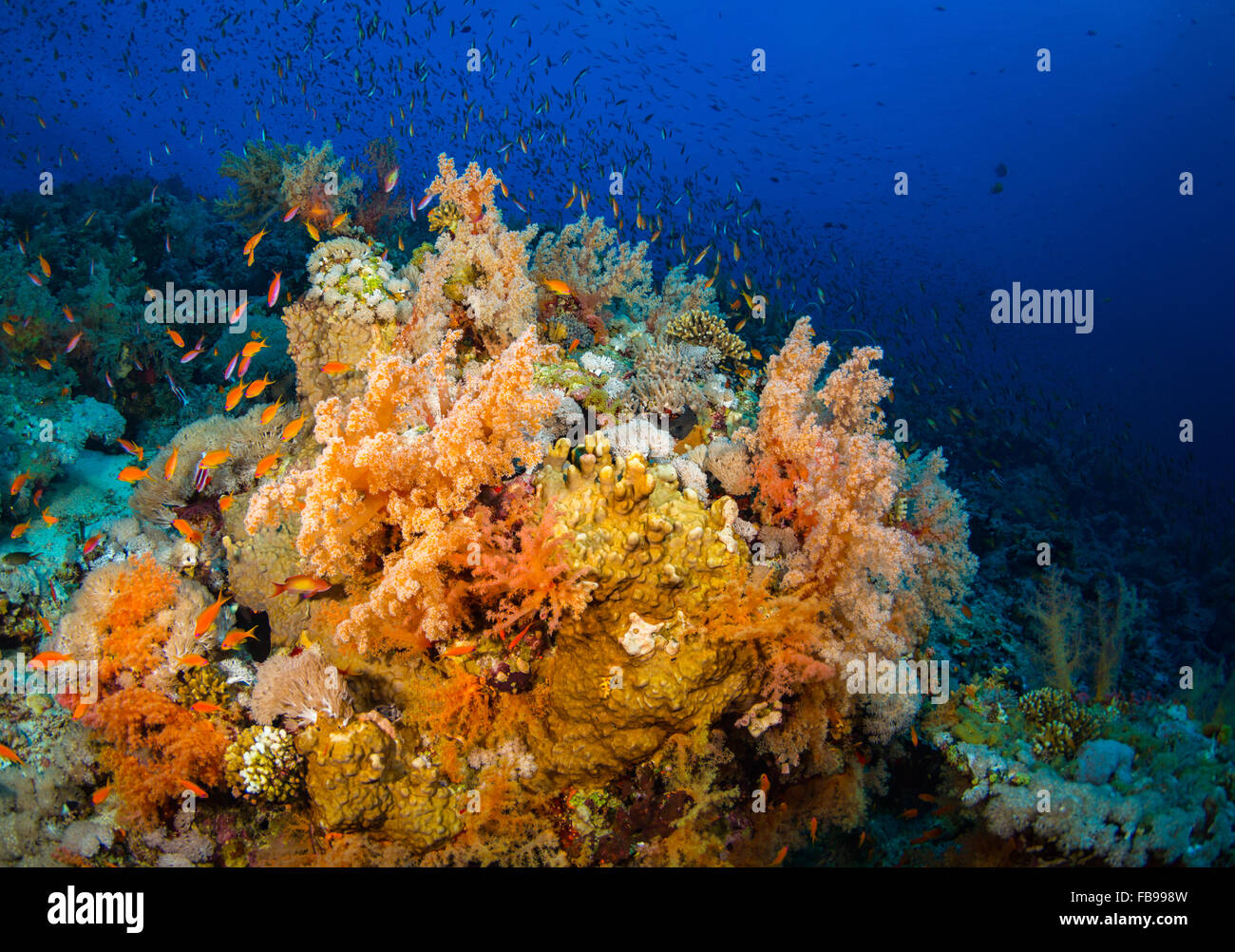 Coral Reef of Red Sea Stock Photo - Alamy
