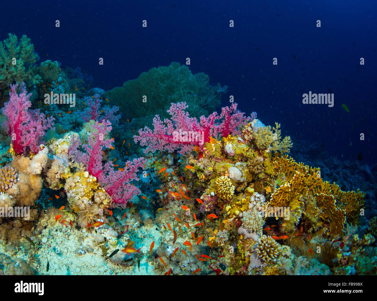 Coral Reef of Red Sea Stock Photo - Alamy