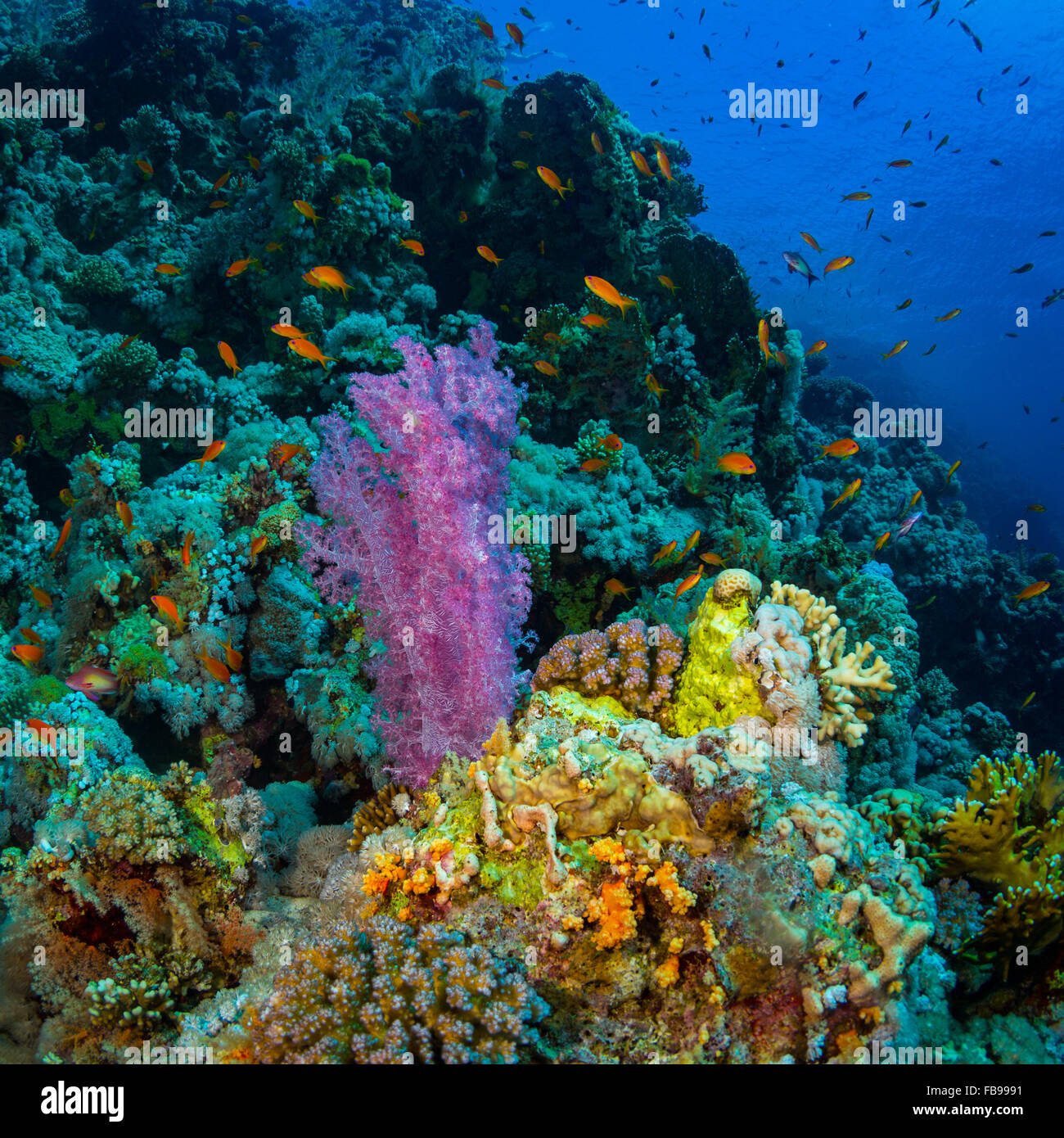 Coral Reef of Red Sea Stock Photo - Alamy