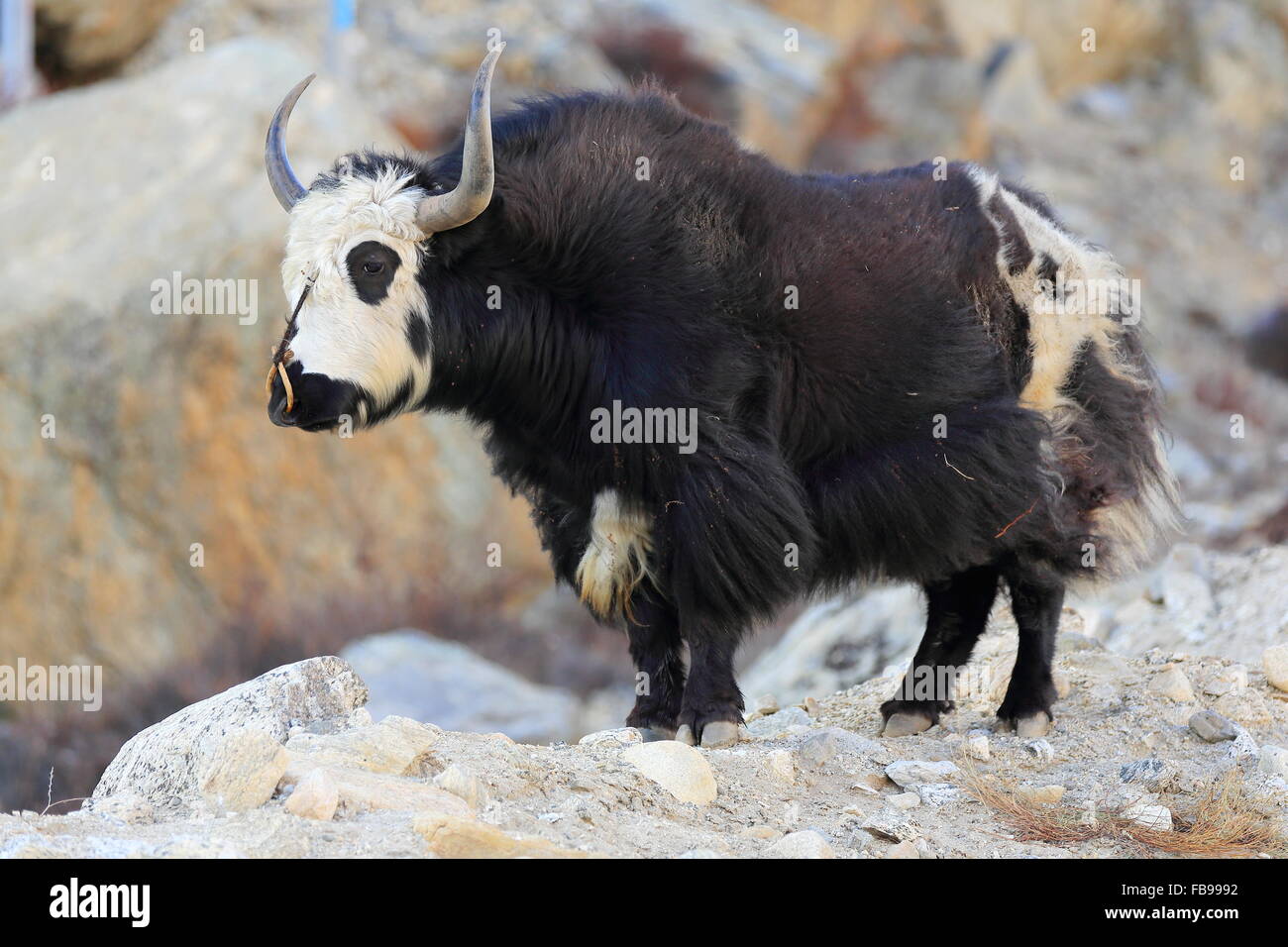 Dzo hi-res stock photography and images - Alamy