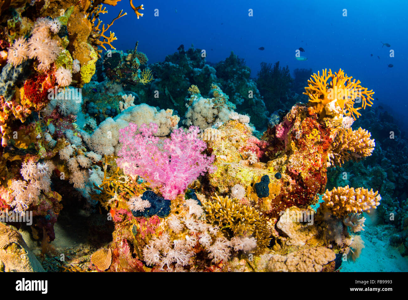 Coral Reef of Red Sea Stock Photo - Alamy