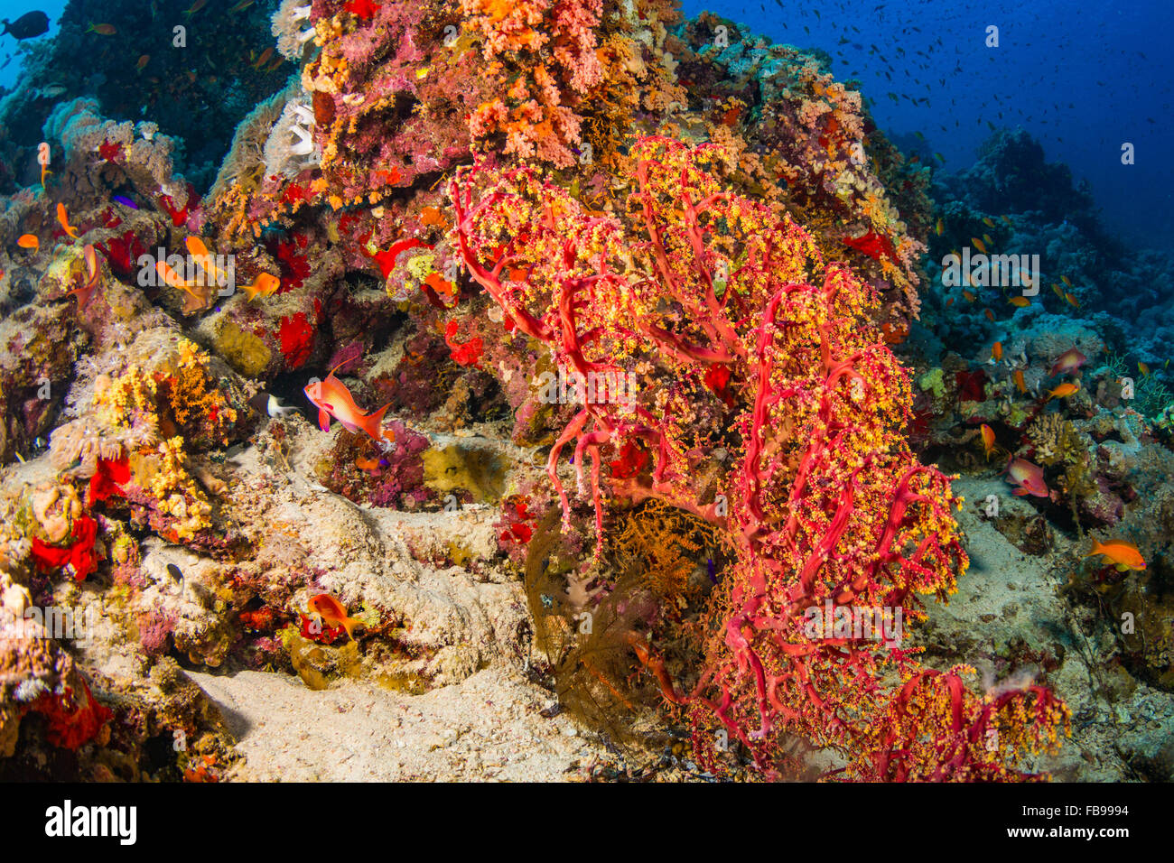 Coral Reef of Red Sea Stock Photo - Alamy