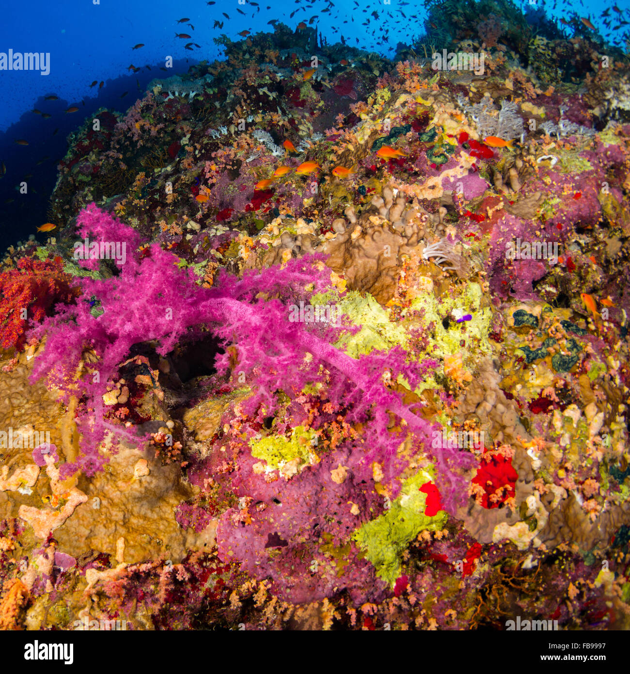 Coral Reef of Red Sea Stock Photo - Alamy