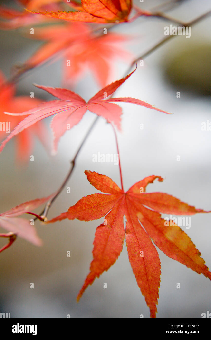 Close up of Japanese maple leaves Stock Photo - Alamy