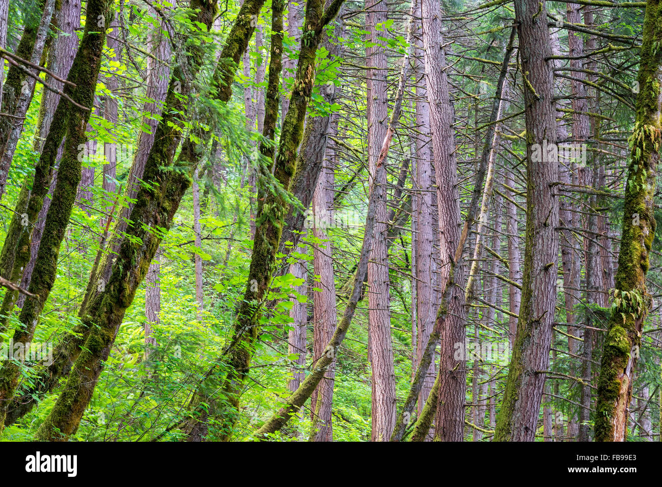 View of a rain forest in the Columbia River Gorge in Oregon Stock Photo ...