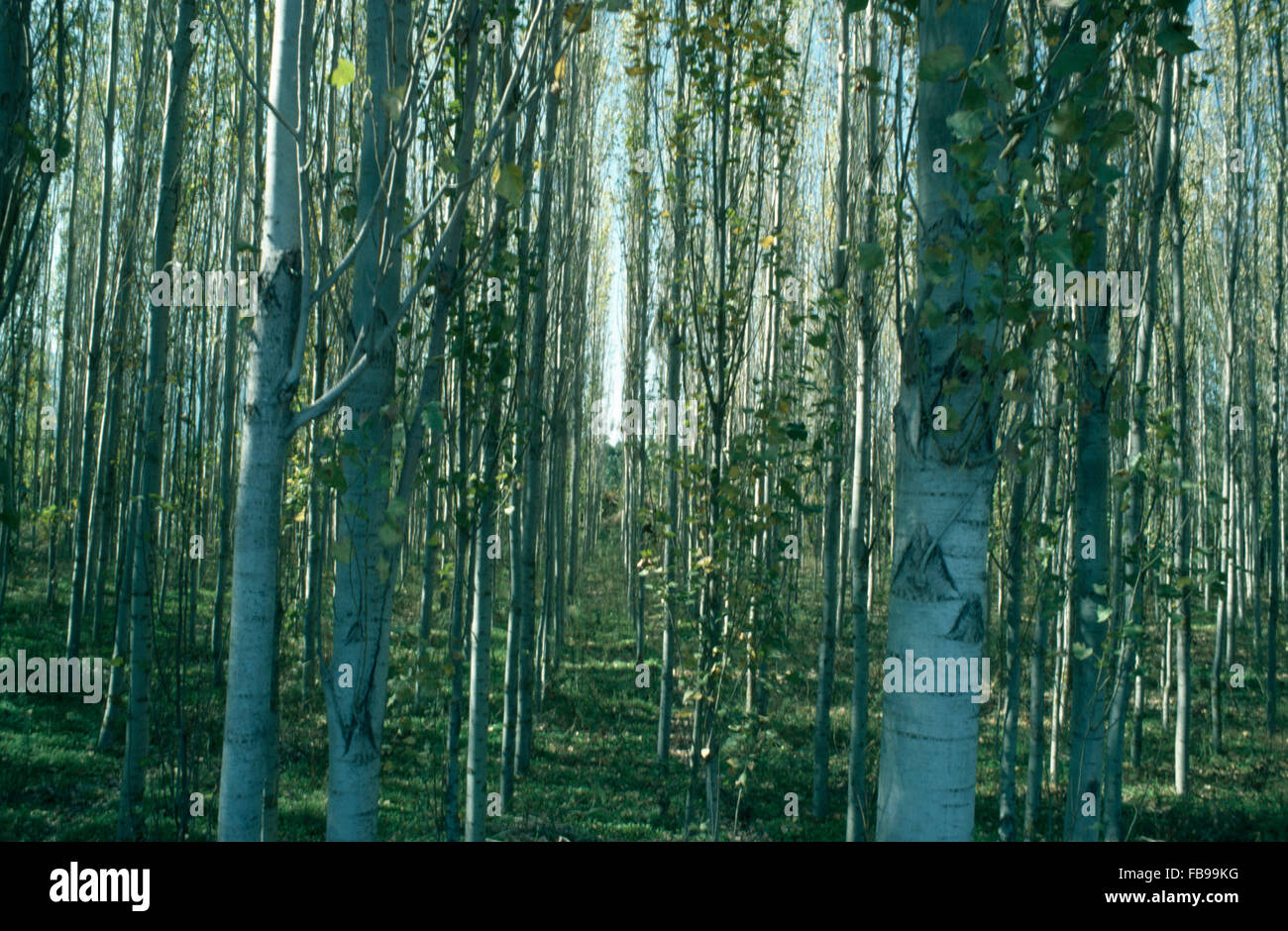 Swedish silver birch hi-res stock photography and images - Alamy