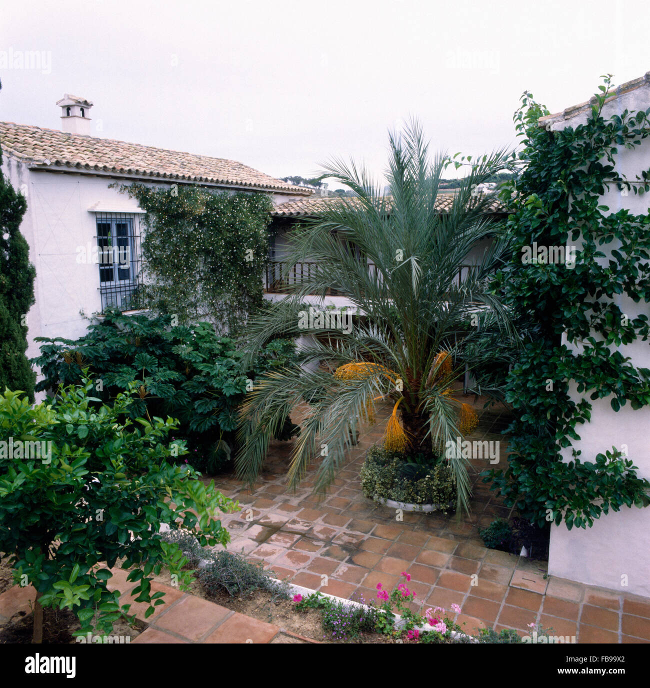 Courtyard with palm tree hi-res stock photography and images - Alamy